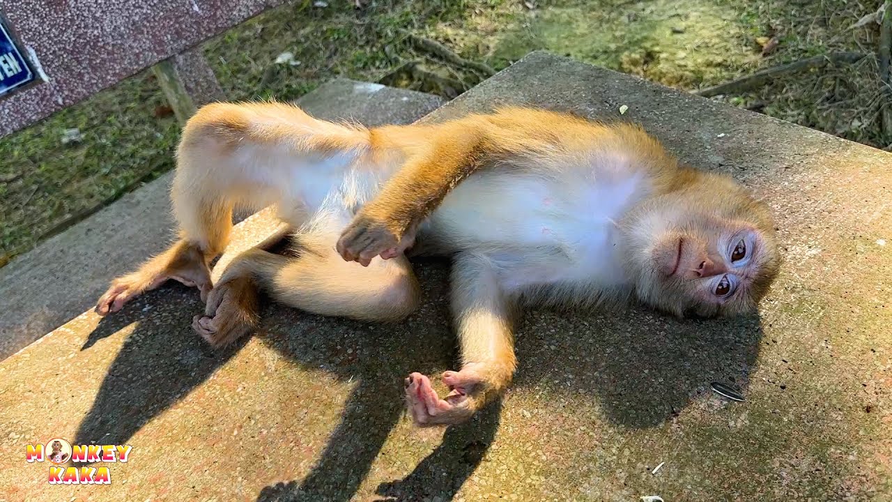 Sad! Monkey Kaka could not bear to let her father leave him - YouTube