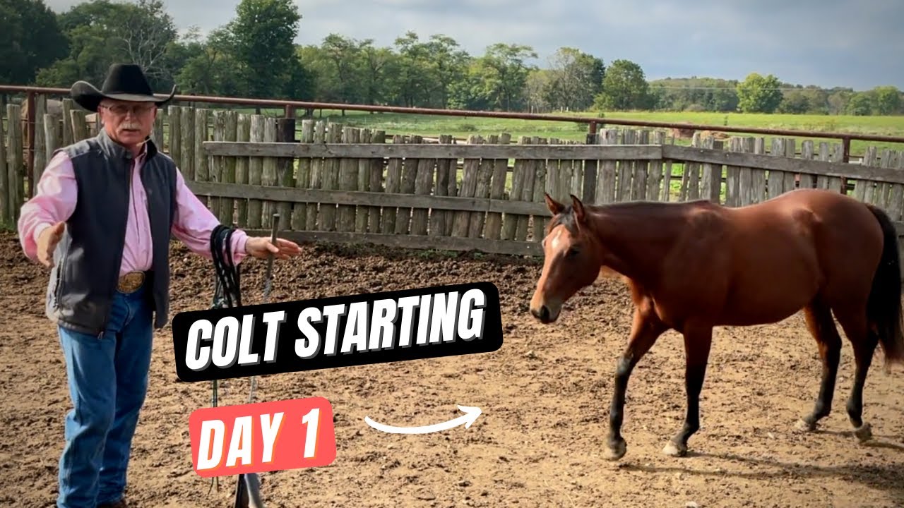 D/C COLT STARTING | Foundation to Phase 1 - YouTube