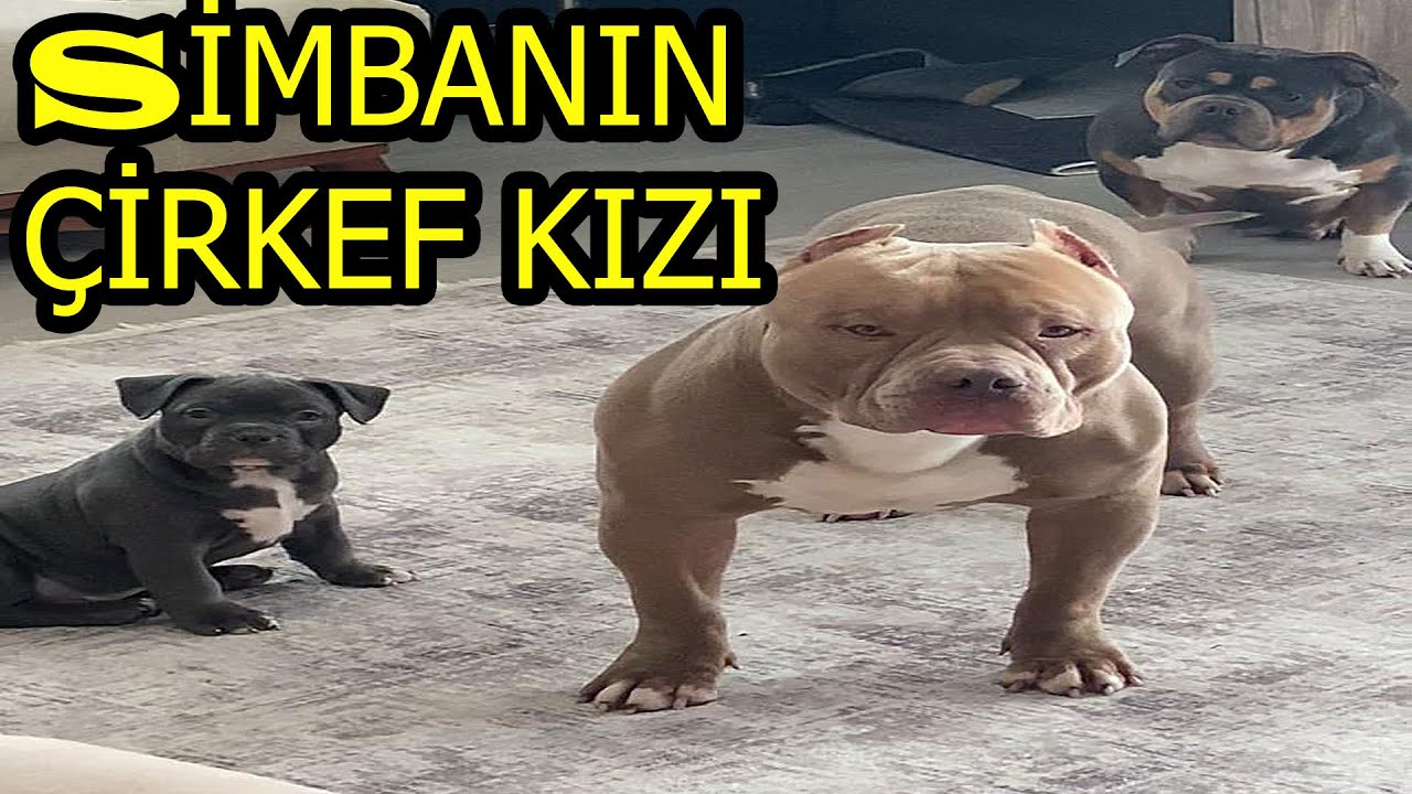 SİMBANIN KIZI PİSKOPAT ÇIKTI - YouTube