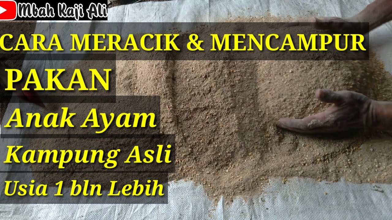 CARA MERACIK PAKAN ANAK AYAM KAMPUNG ASLI Usia 1 Bln KEATAS - YouTube