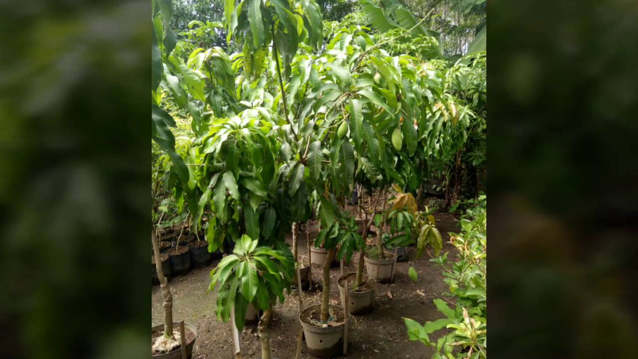 Bibit mangga okyong berbuah harga murah 0813 3559 5272 - YouTube