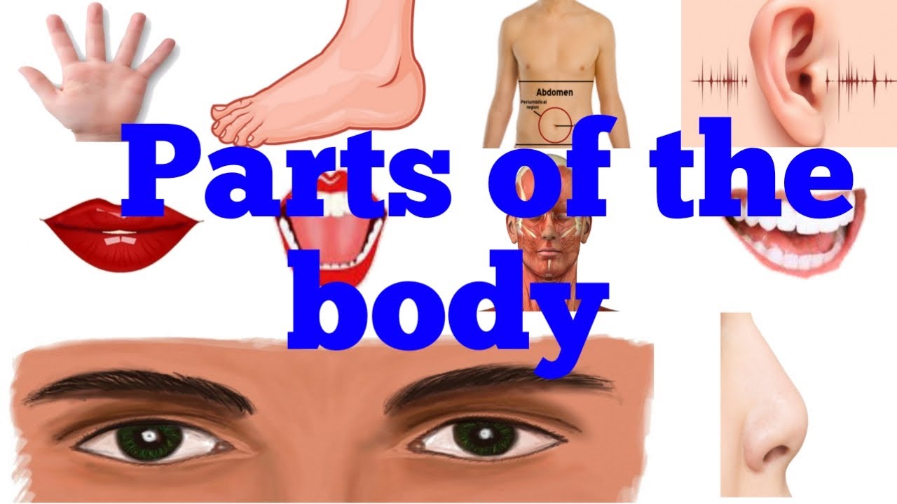 What Are The Parts Of The Body Name And Parts Of The Body And Their