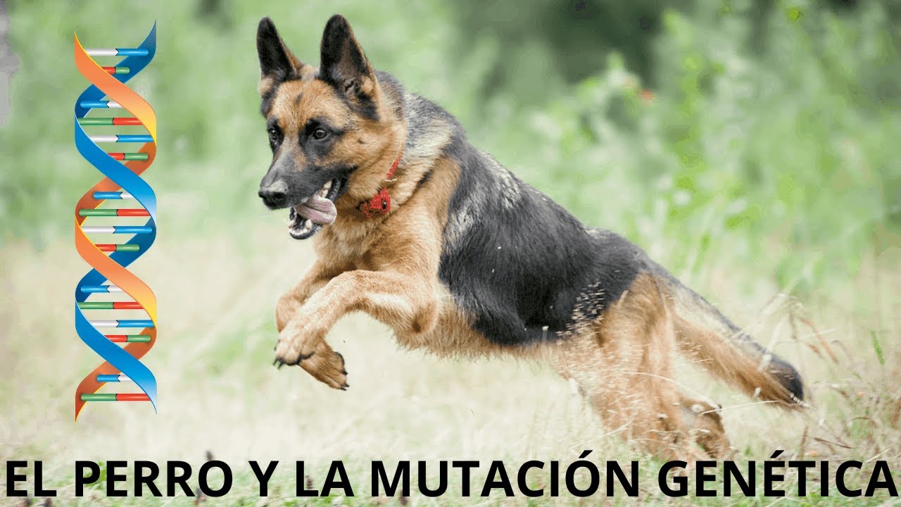 EL PERRO Y LA MUTACIÓN GENÉTICA - YouTube