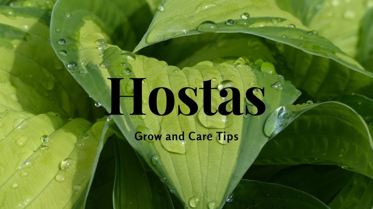 Hostas Grow and Care Tips - YouTube