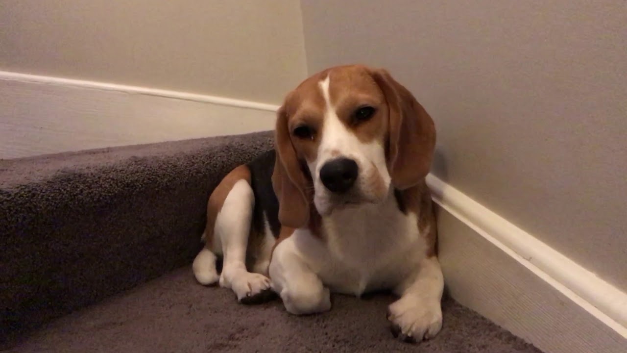 Beagle head tilt - YouTube