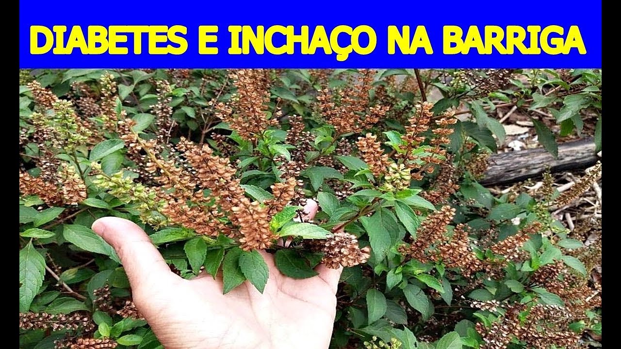 Esta Planta PREVINE A DIABETES E DESINCHA A BARRIGA/ Basta 1 Copo Todos ...