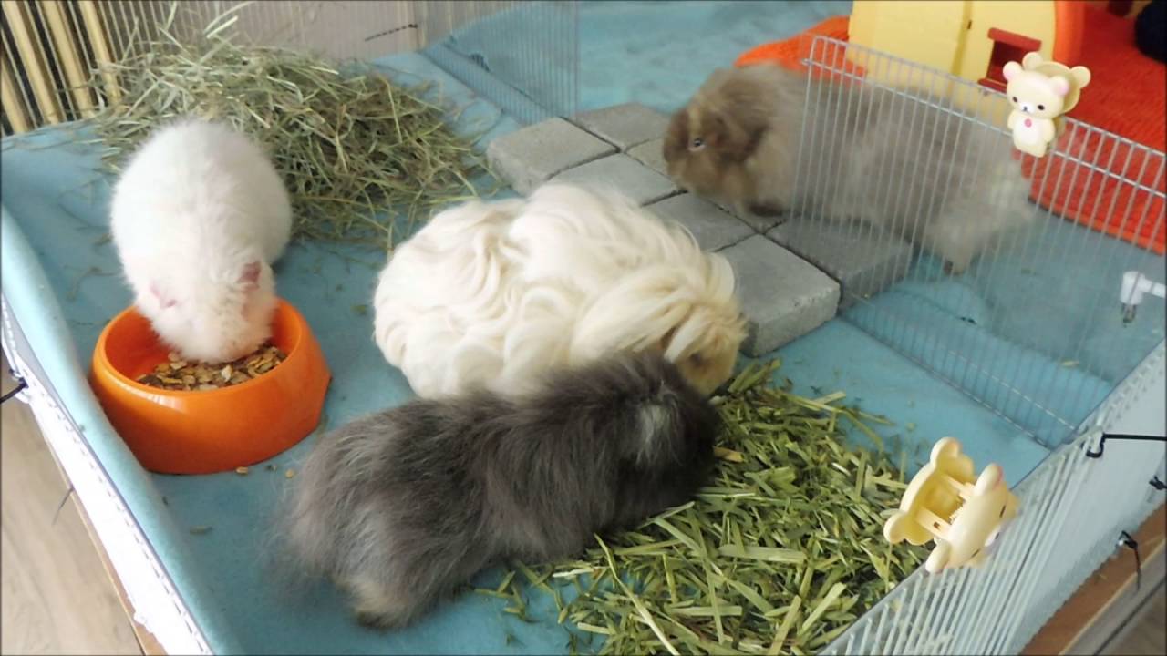 Cage theme houses - YouTube