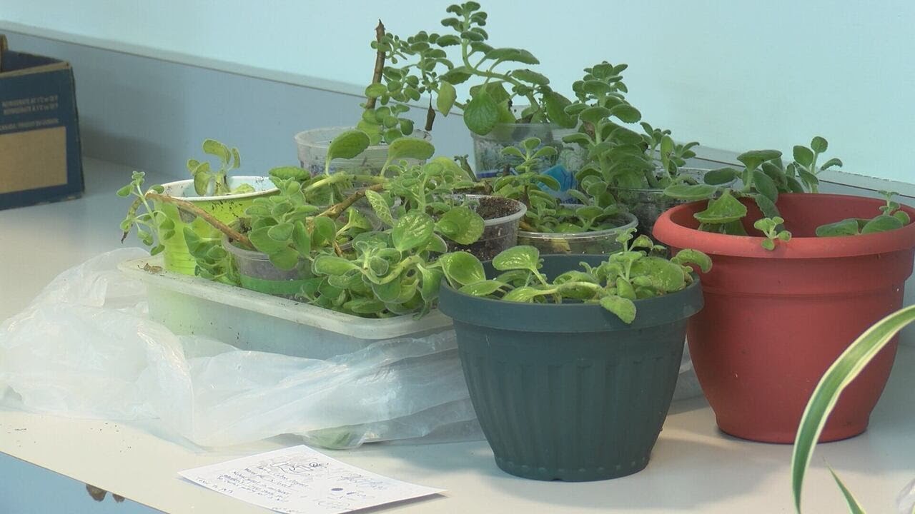 West Duluth library remembers one of their Indoor Plant Swap ...