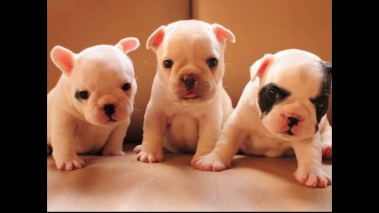 beautiful animals/slideshow - YouTube
