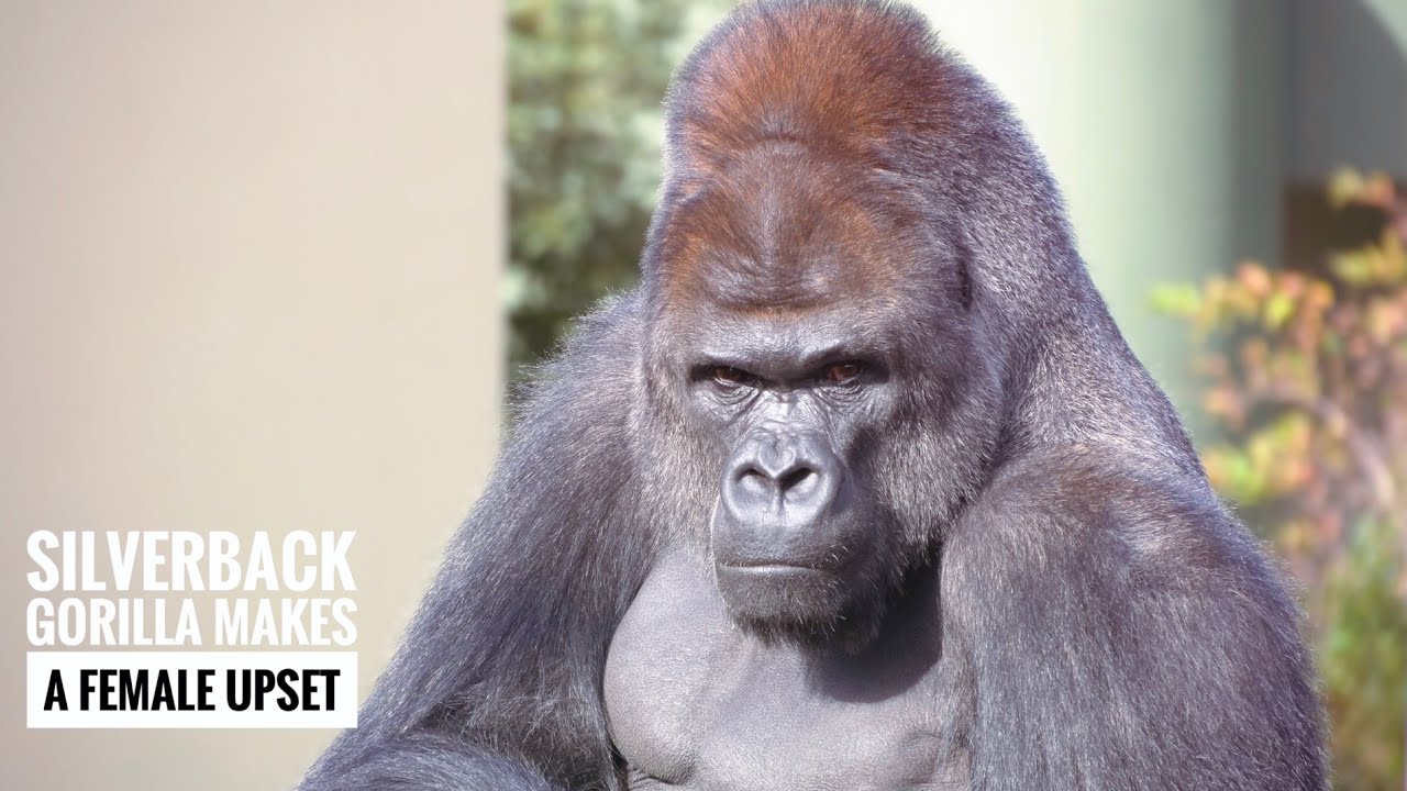 Angry Female Gorilla Hits Silverback Gorilla on The Head | The Shabani ...