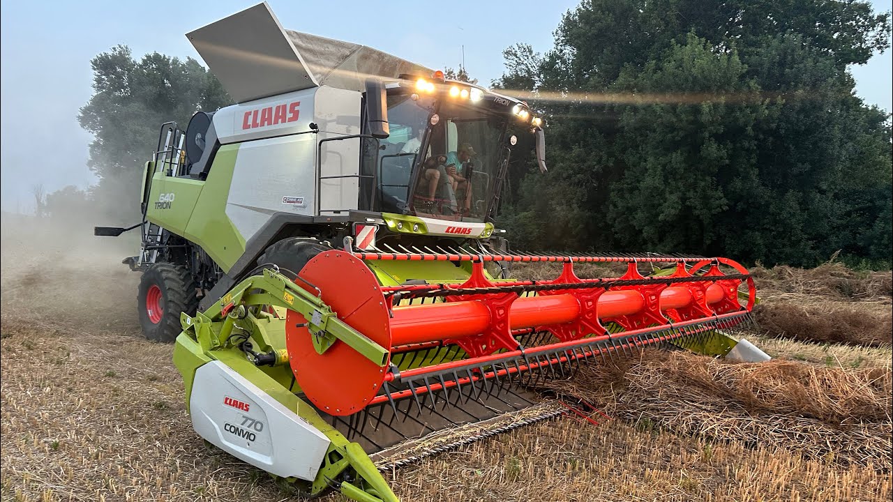 Battage des andains de coriandre qui ont bien séchés avec la TRION 640 ...