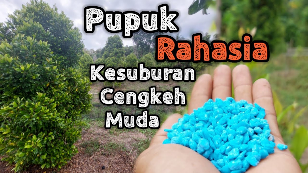 Cara Lengkap‼️ Pemupukan Pada Cengkeh Muda || Pupuk Cengkeh Baru tanam ...