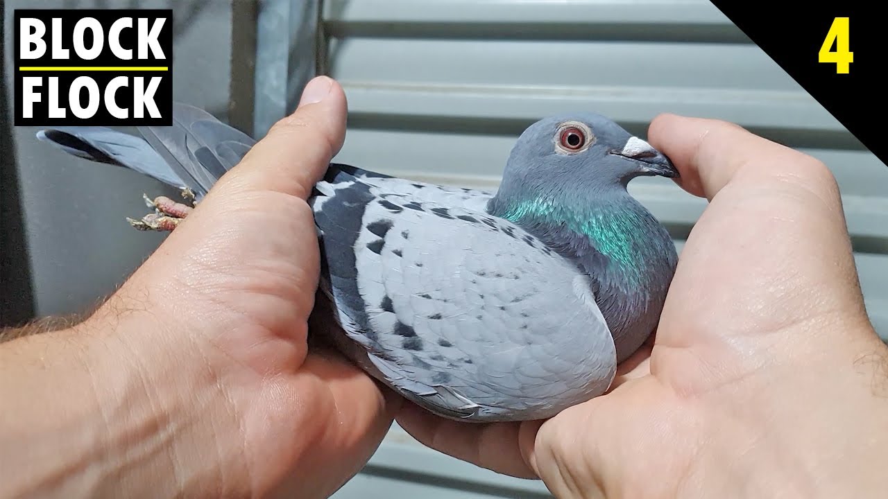 LEO X STORM Young Hen Back For Breeding - YouTube