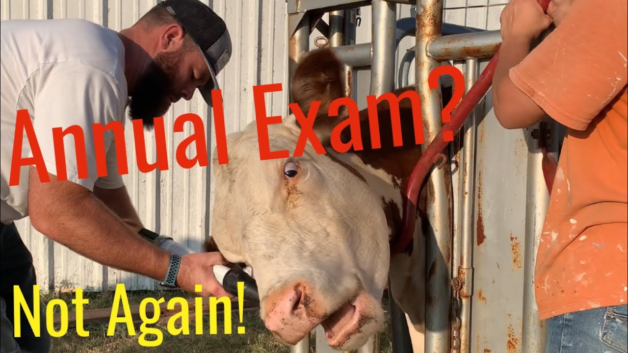 How To | Cattle Check-up Time! #farming #cow #exam #howto - YouTube