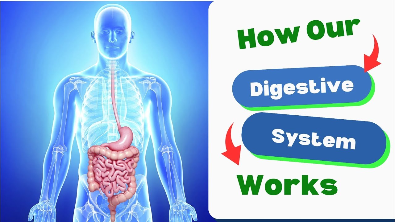 How Digestive System Works?|Kids Educational Video. - YouTube