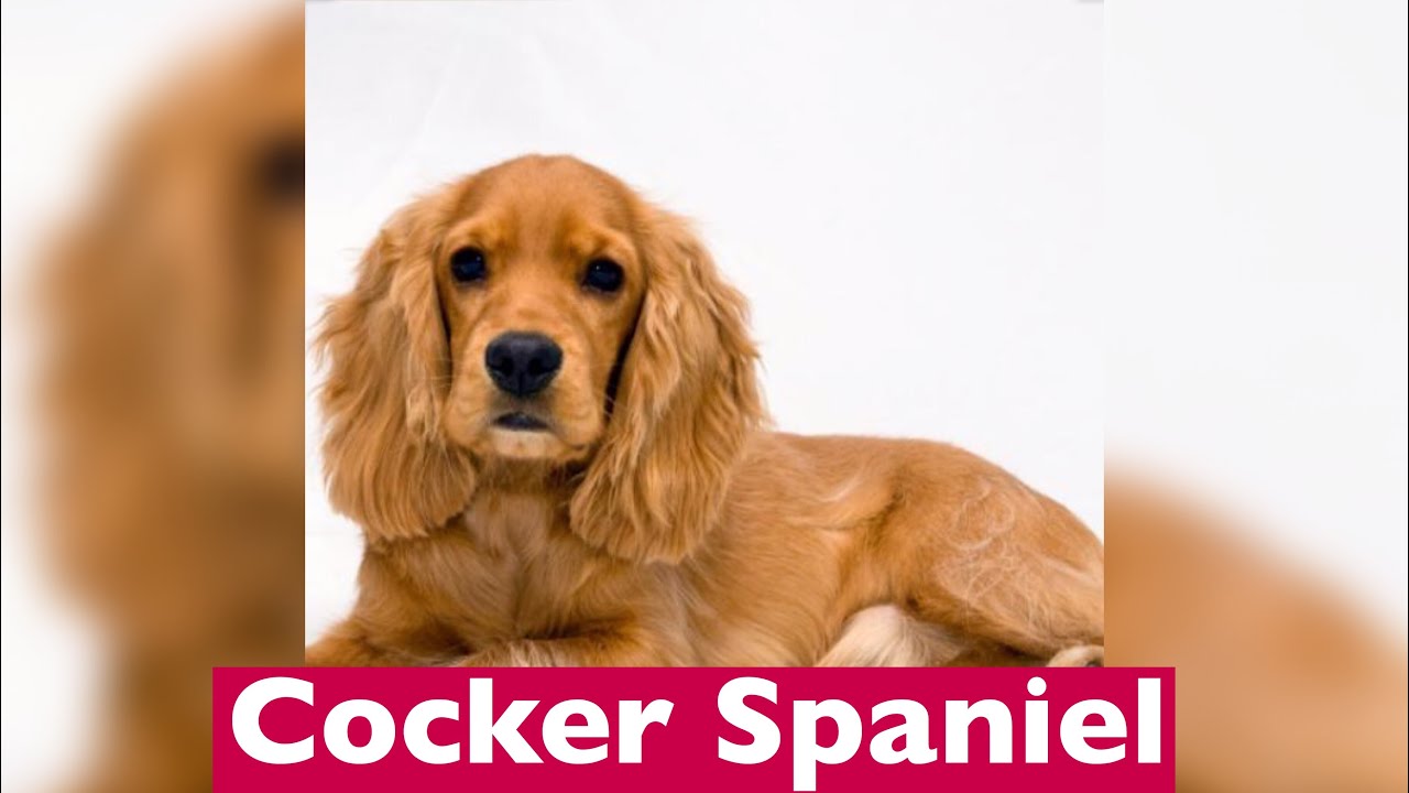 Cocker spaniel puppies shaking their heads | Pet Corral - YouTube