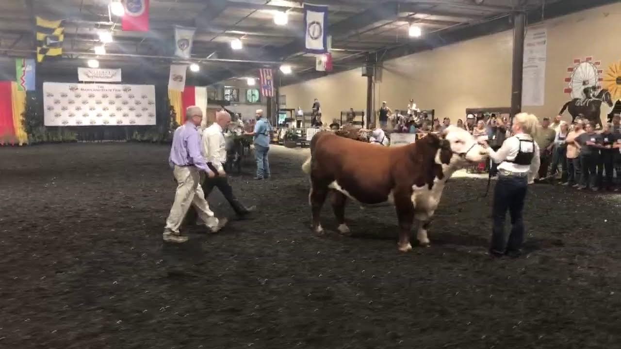 Open Supreme Champion Beef Cattle Drive - YouTube