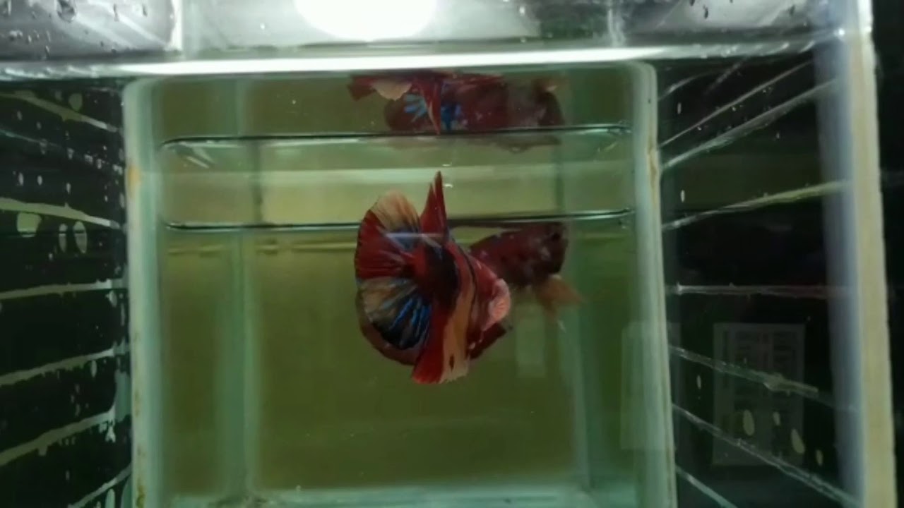 Giant Nemo multicolor - YouTube