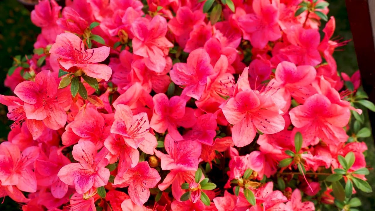 Azalea flowers in full bloom – Spring overflowing with vibrant colors ...