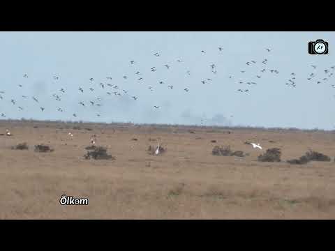 Bəzgək, məzmək quşu haqqında QISA məlumat.