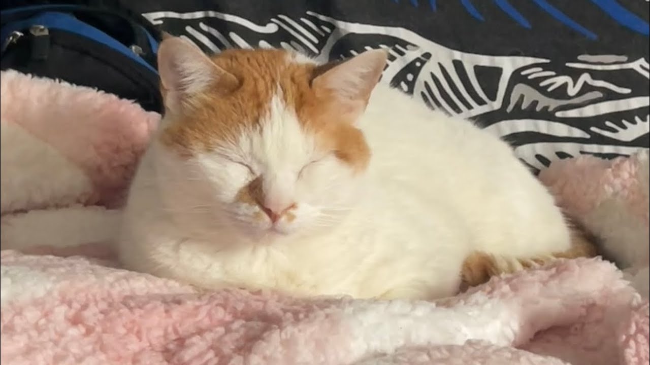 Kitty Purring ASMR - YouTube