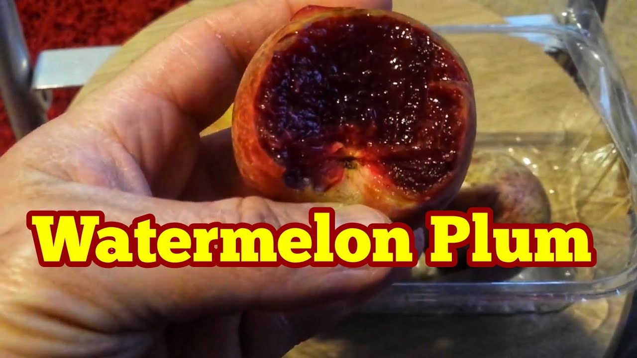Watermelon Plum: Tasting A New Plum from S Africa - YouTube