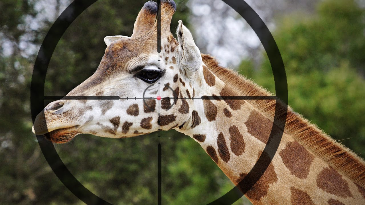 Giraffe Gets Beheaded On Camera - Sparks Outrage On Social media - YouTube