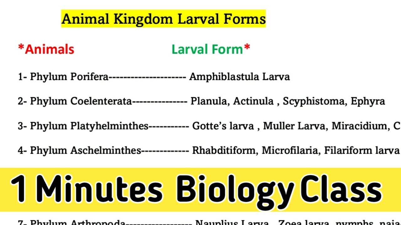 animal kingdom larval forms || animal kingdom mcq for neet 2021 ...