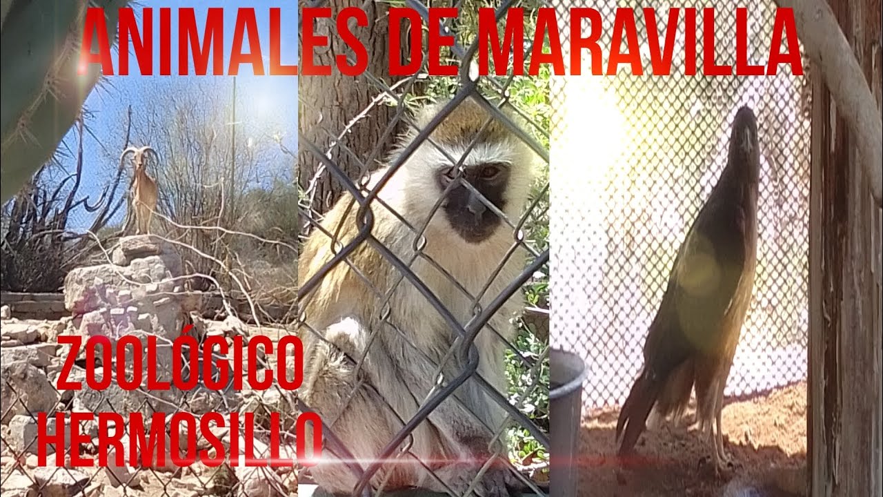 ZOOLOGICO EN HERMOSILLO SONORA, ANIMALES DE DESIERTO Y SIERRA/SOY DARU ...