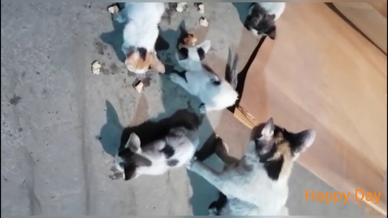 Meow meow - Cat with cute kittens eating - baby animals - Happy Day ...