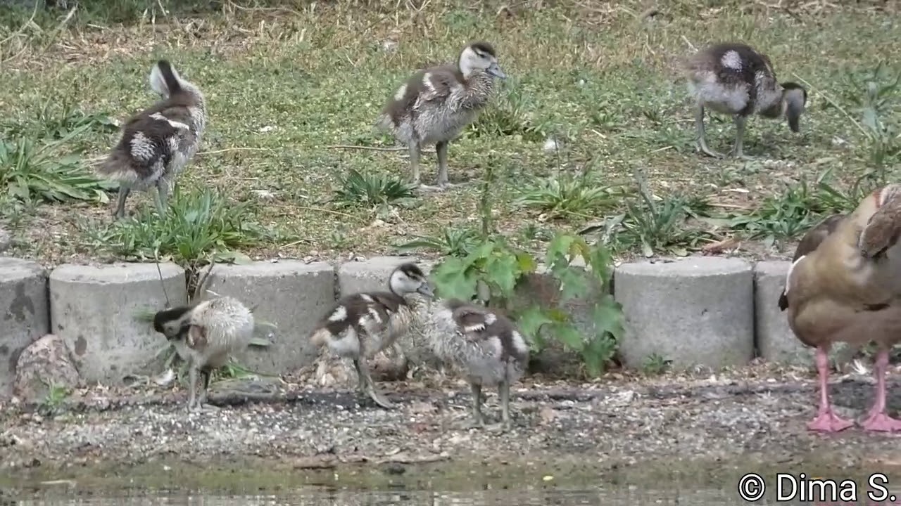 Egyptian goose chicks 3 week old / Nilgans Küken 3 wochen alt 11.05. ...