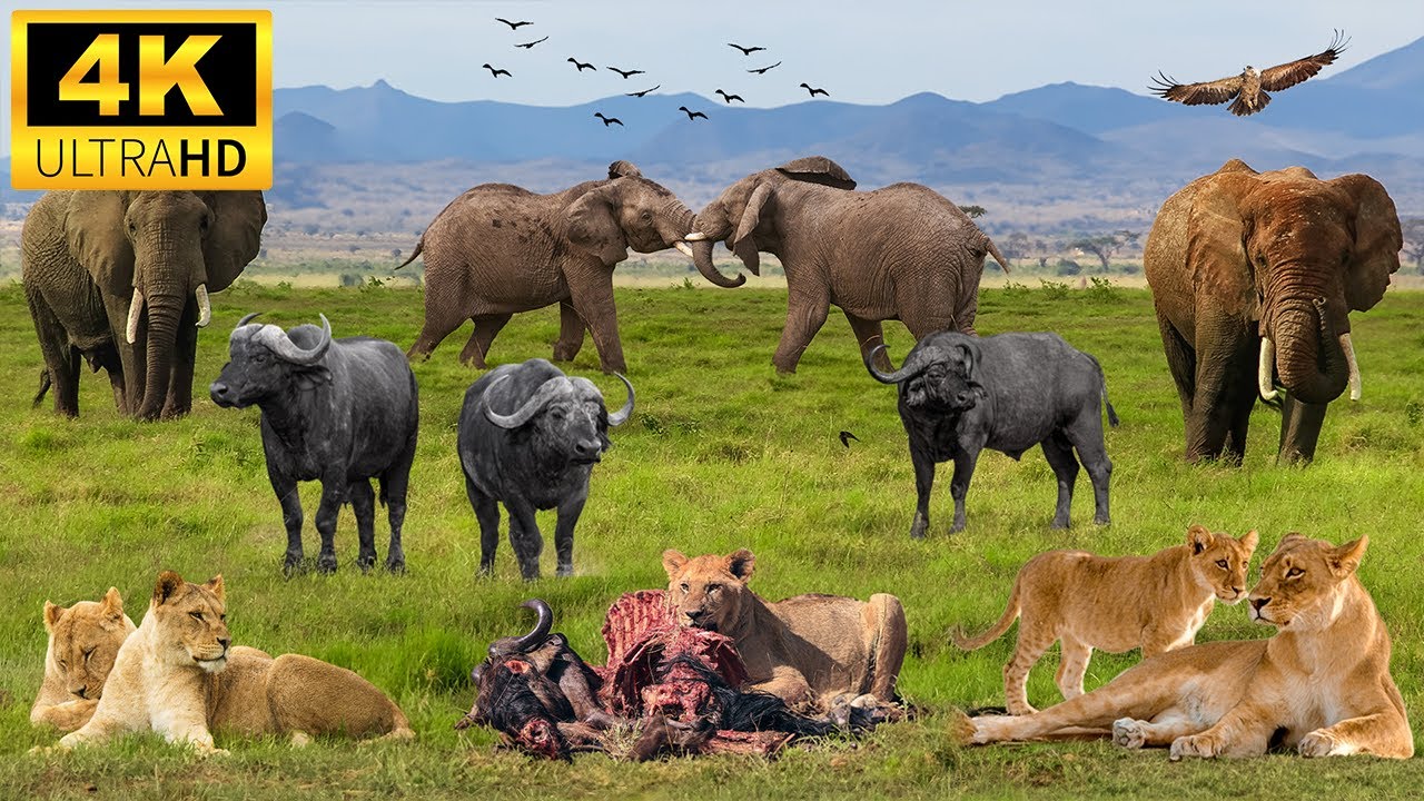 4K African Animals: Ranomafana National Park - Amazing African Wildlife ...