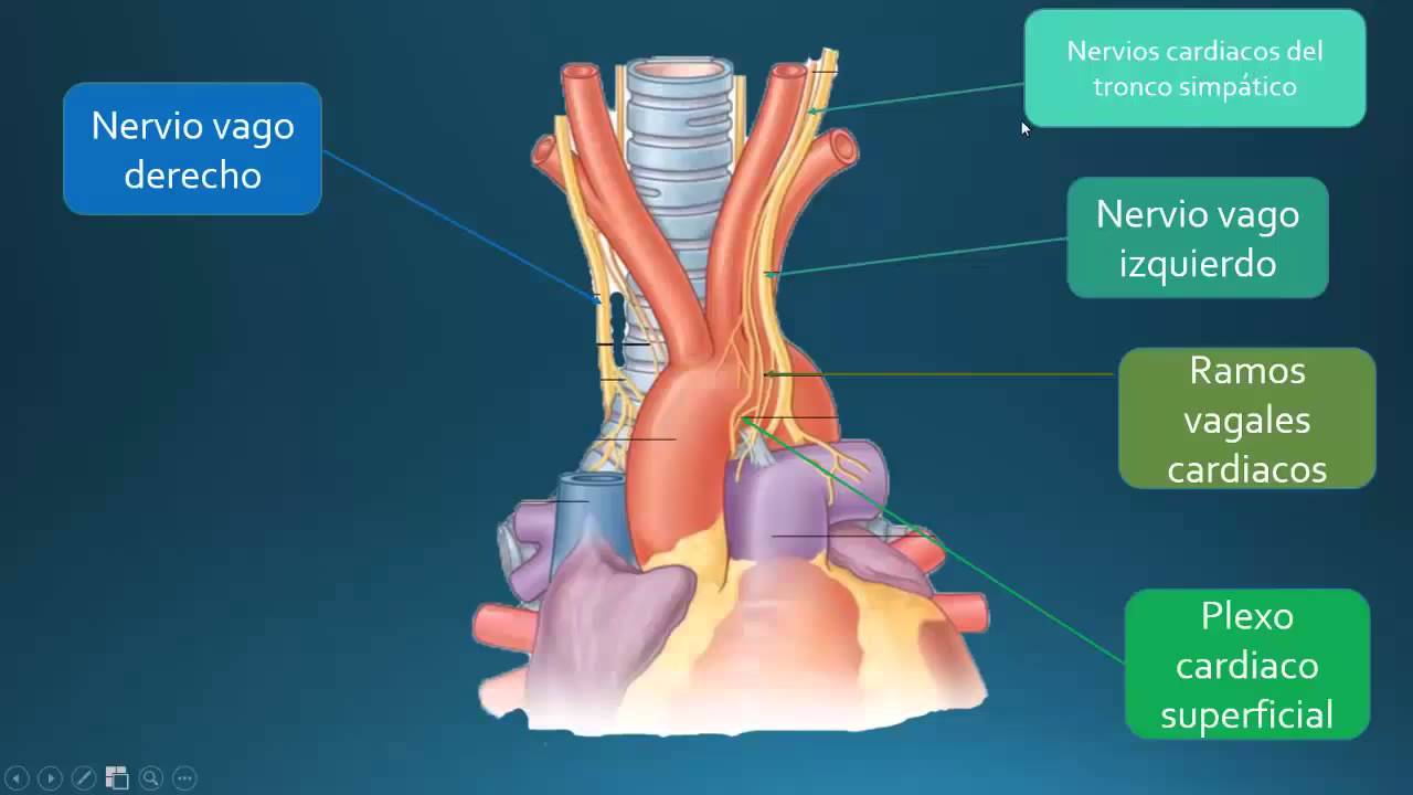 Inervacion del corazon - YouTube