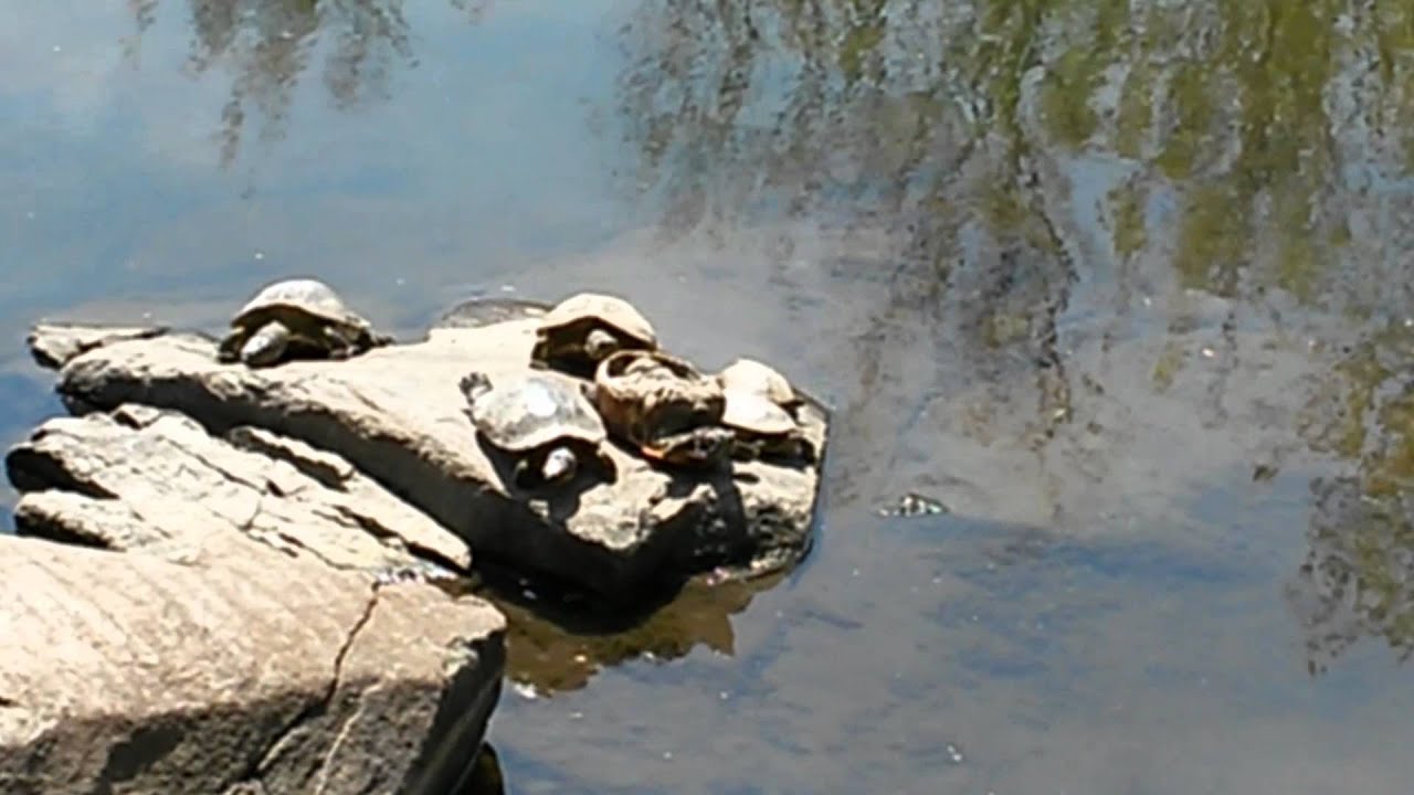 Turtle with no shell a live - YouTube