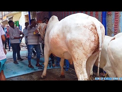 MOST HEAVIEST 🔥 AND AGGRESSIVE 😡OX UNLOADING OF 2024 | (KOLKATA COW ...
