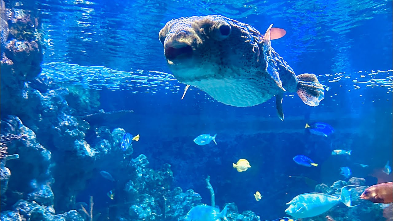 Giant fish | Sea creature | Seattle aquarium - YouTube