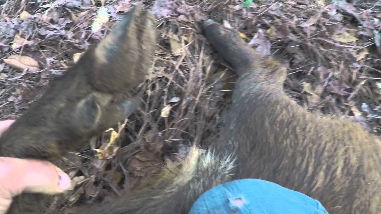Catching pig by hand 12 15 15 - YouTube