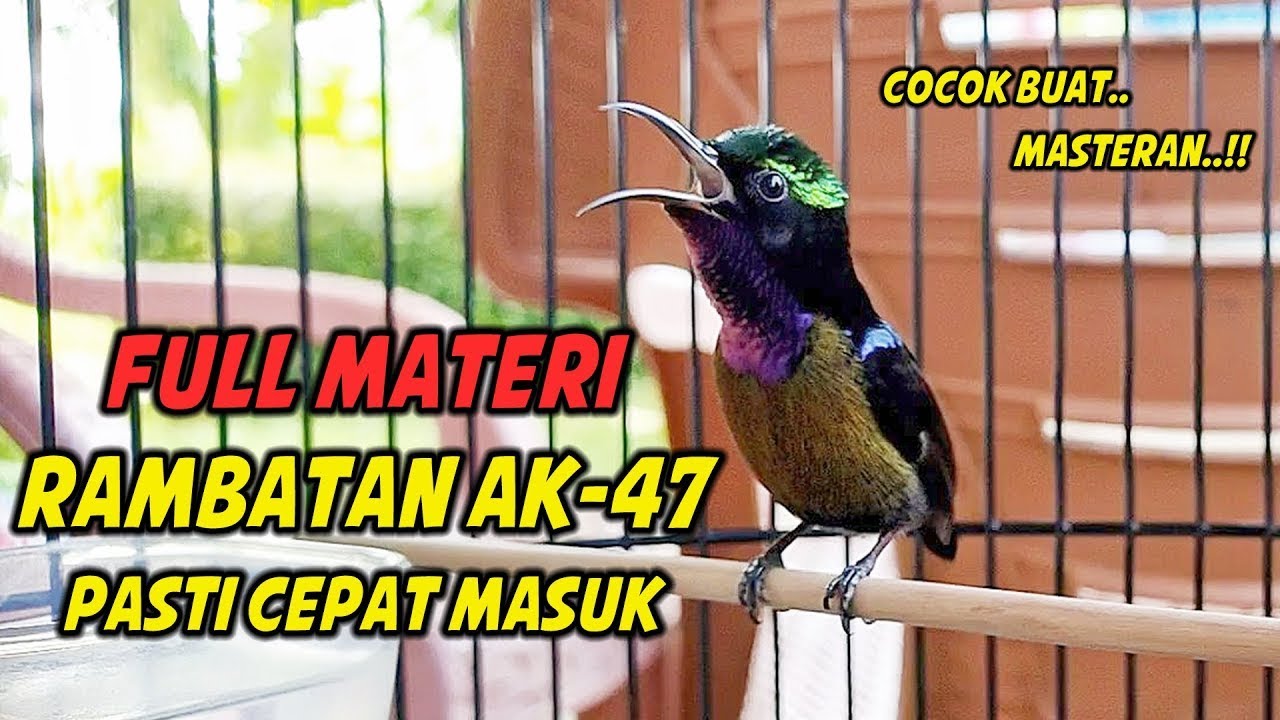 SUARA BURUNG KOLIBRI NINJA GACOR FULL ISIAN SUPER TAJEM, COCOK BUAT ...