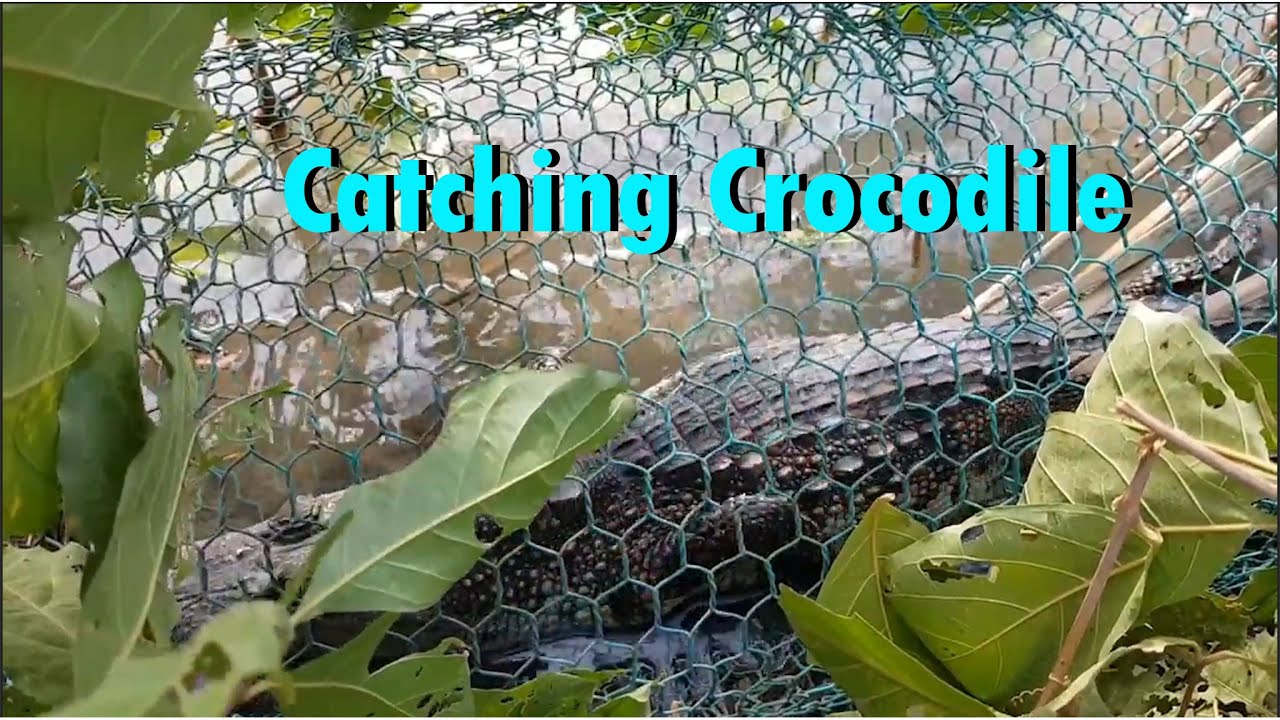 Amazing Make Survival Crocodile Trap-How To Make Crocodile Trap ...