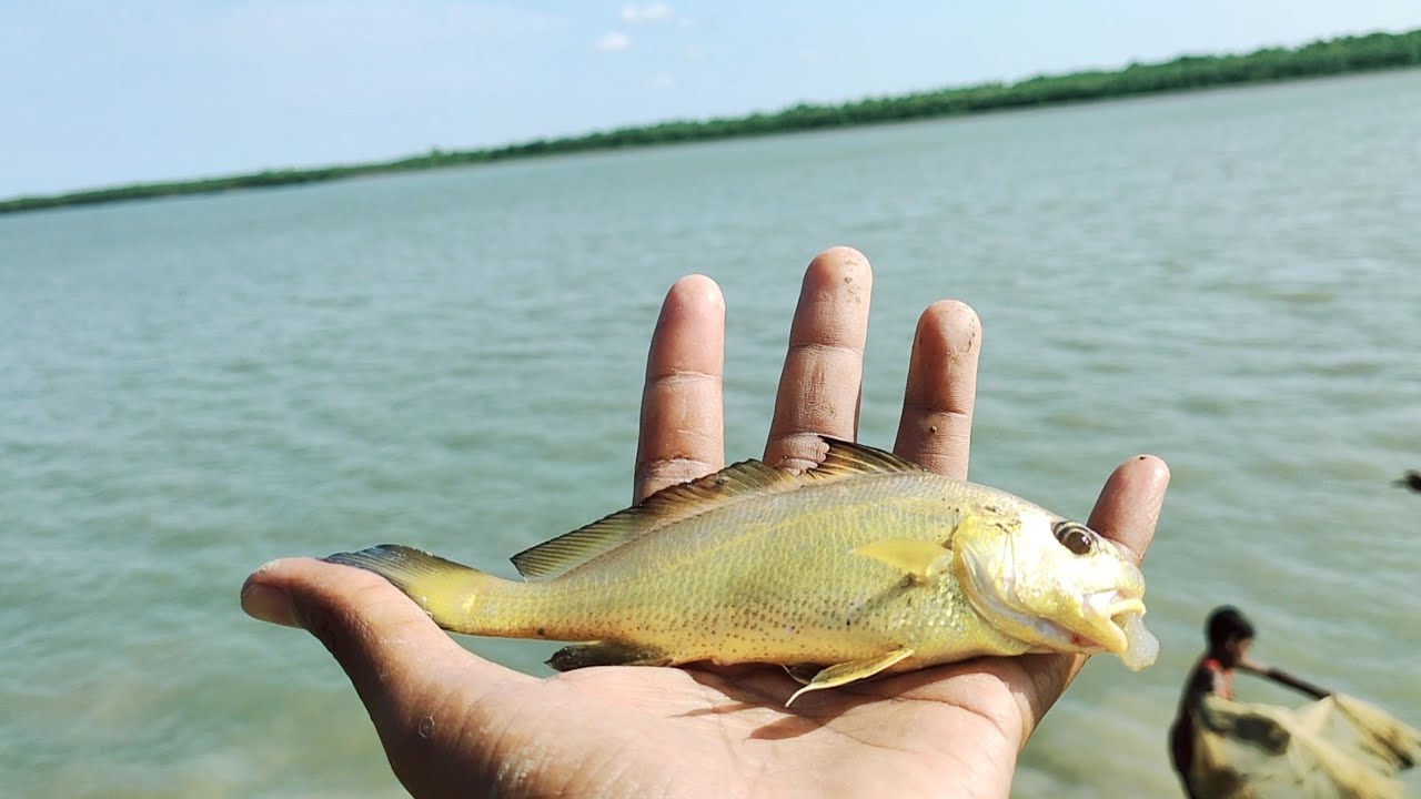 সুন্দরবনের নদীতে সুন্দর ভোলা মাছ ধরাহল | Sundarban river vola fish ...