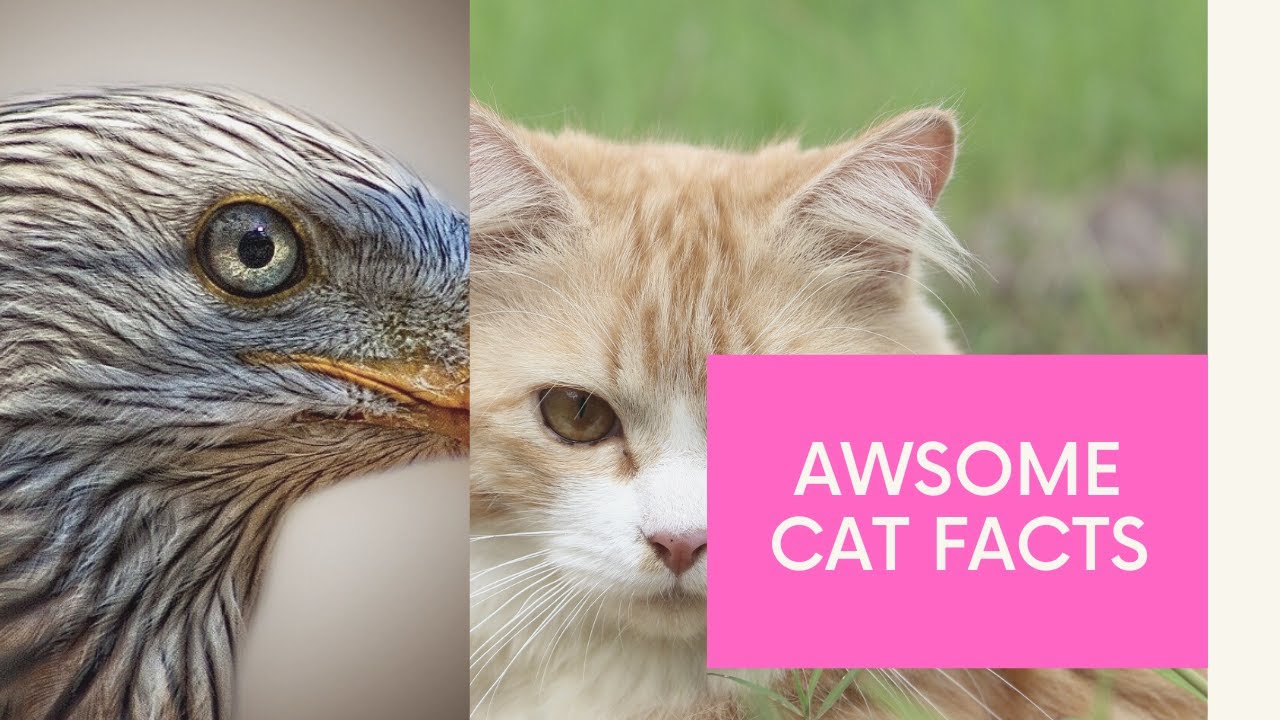 16 AWESOME CAT FACTS / HOW MANY OF THESE FACTS DID YOU KNOW? - YouTube