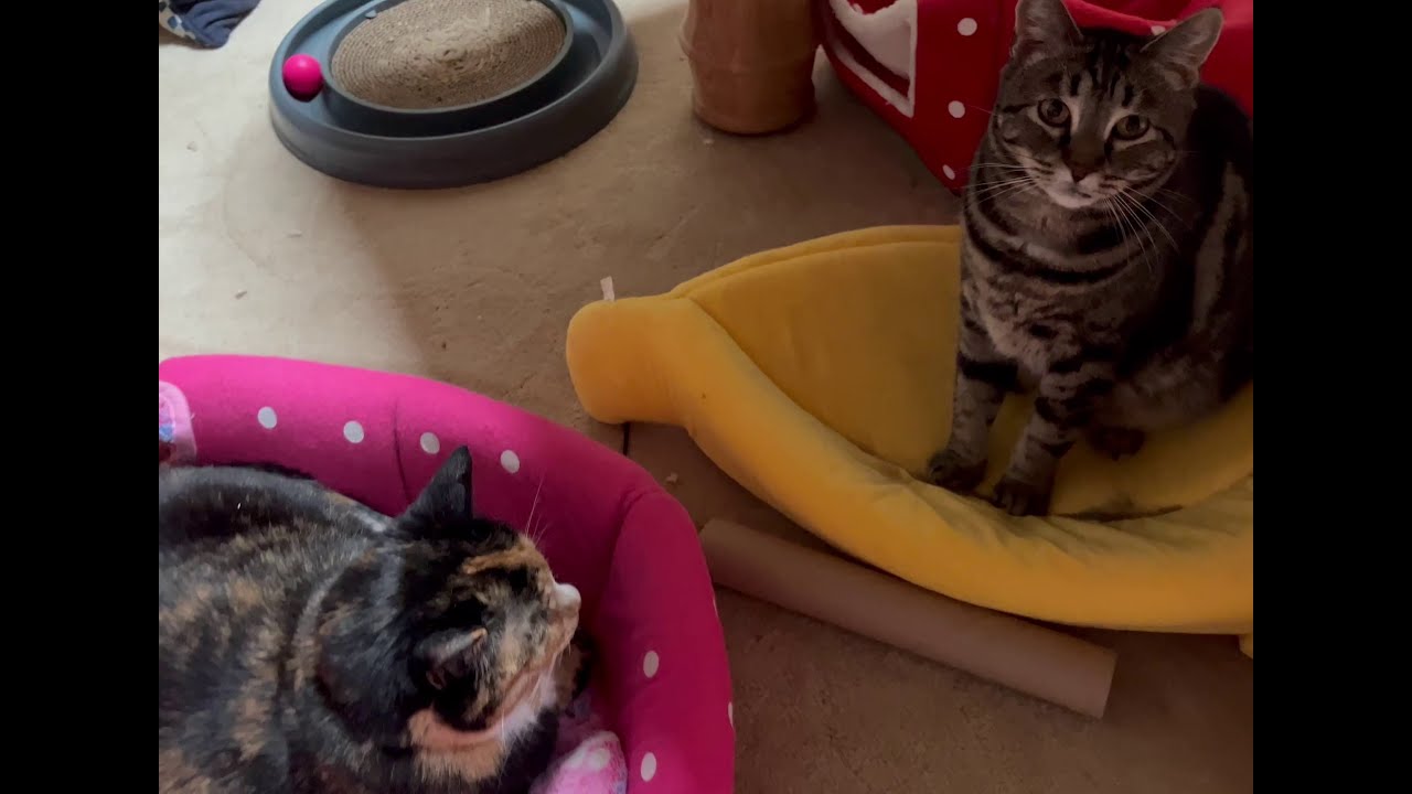 Ex-Feral Kitty Pom Pom VS. House Kitty Peazu Loving Pets! 🤔 Who Is Who ...