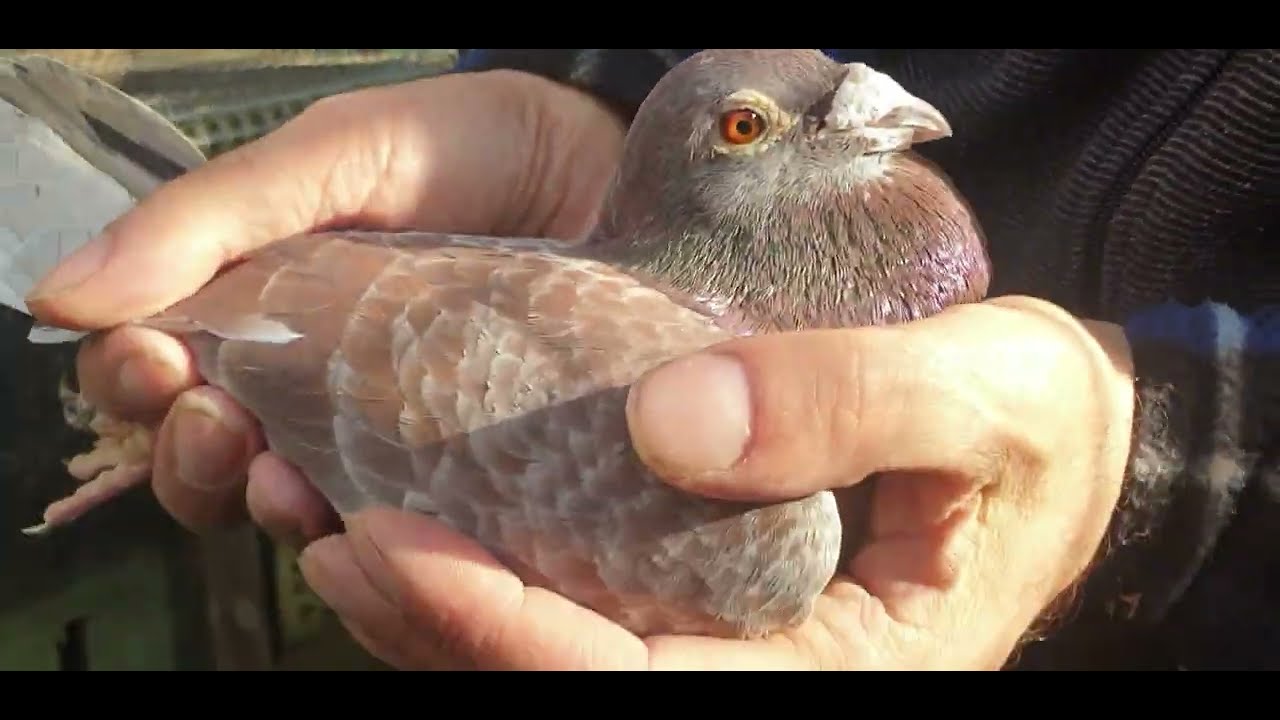 Jansen Voss Smok – Arcydzieło Oryginalności w Świecie Hodowli Gołębi ...