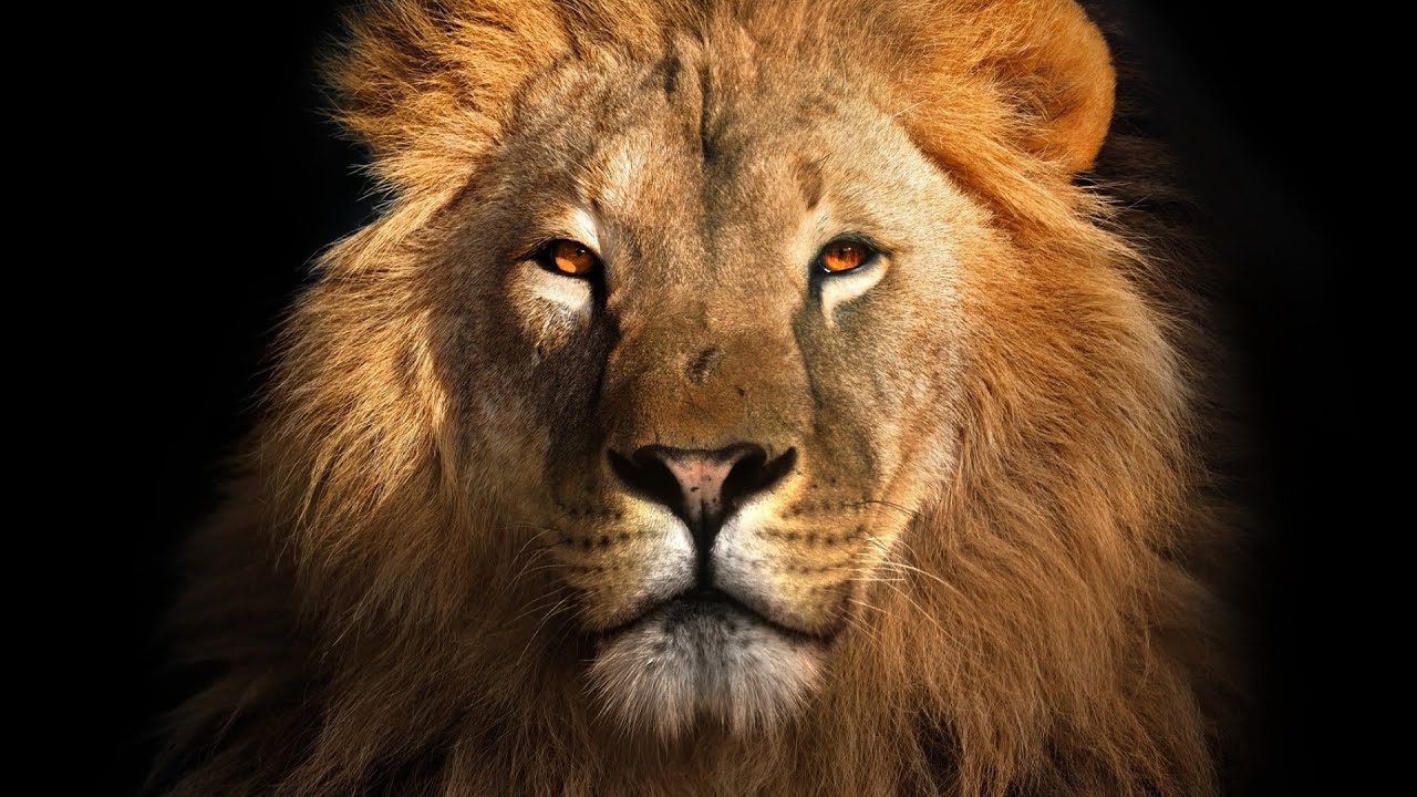 Ésta Es La Raza De Gato Más Cercana Al León - YouTube