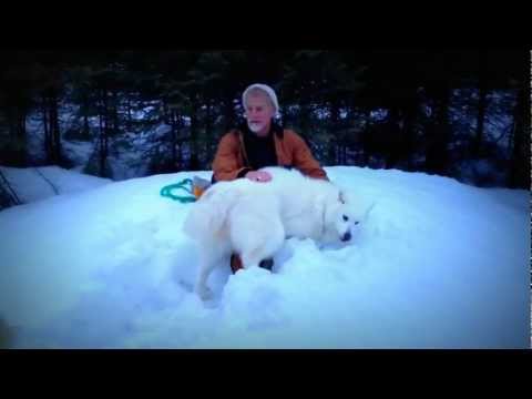 Canadian Eskimo Dog - A True Omega 3 Animal