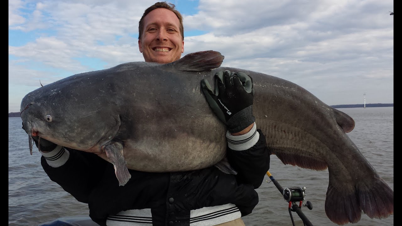 Michael's 65lb Blue Catfish Potomac - YouTube
