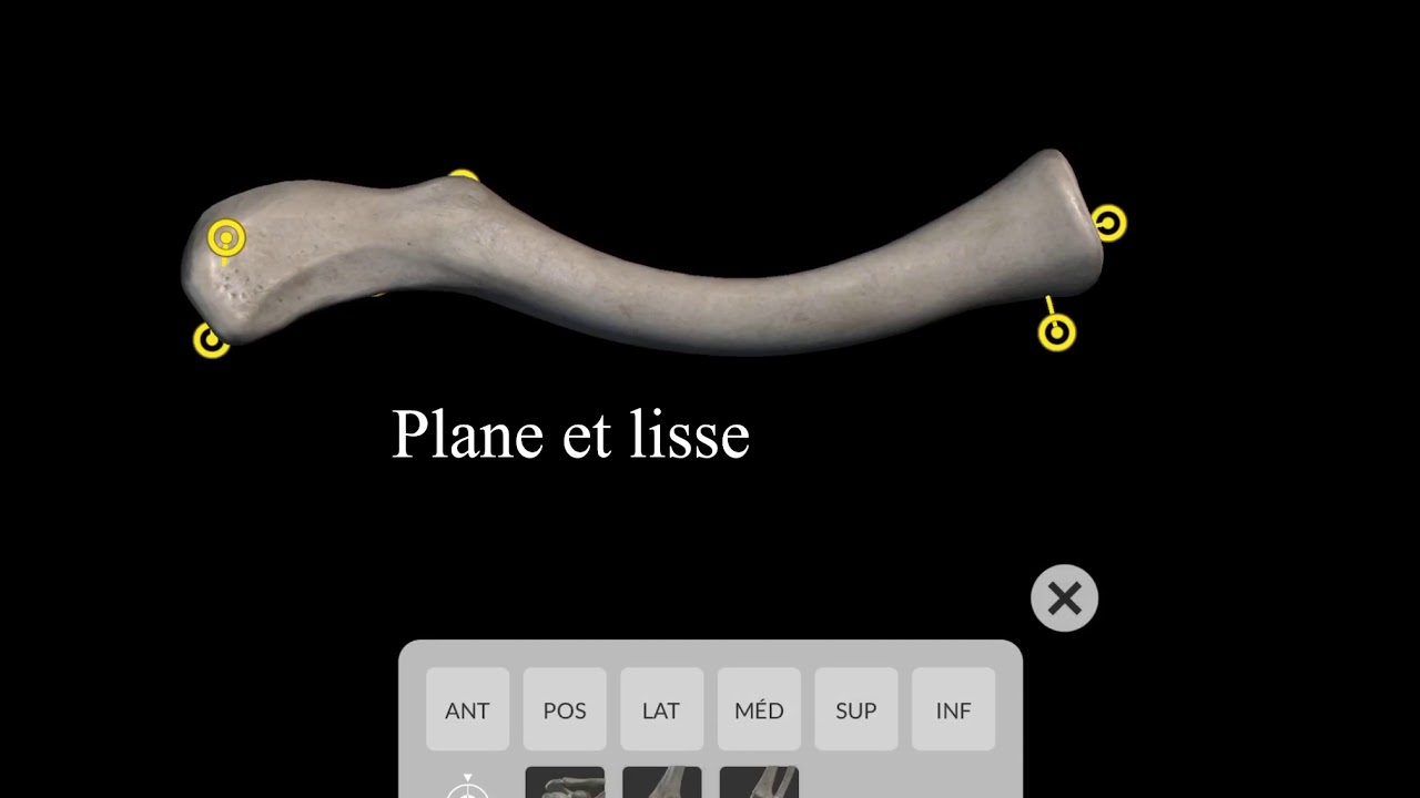 Anatomie de la clavicule en 3d - YouTube