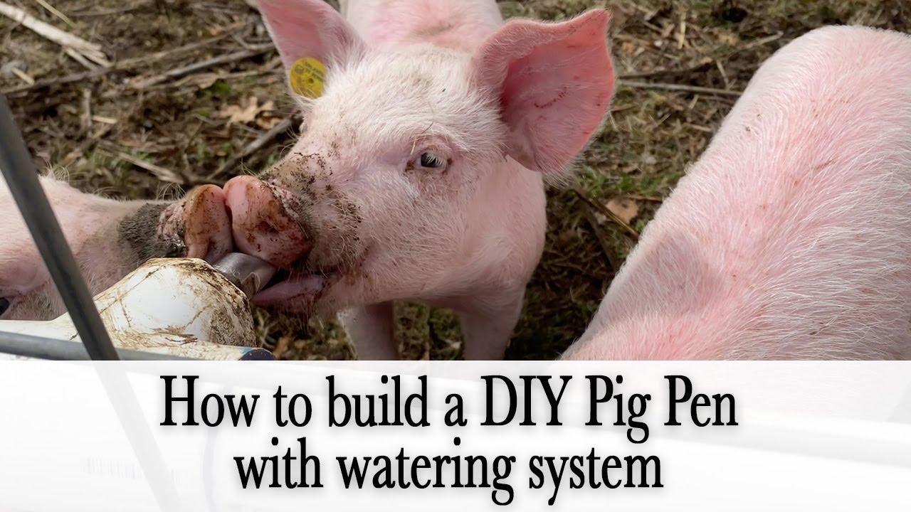 How to set up a DIY PIG PEN with watering station, feeding area and ...