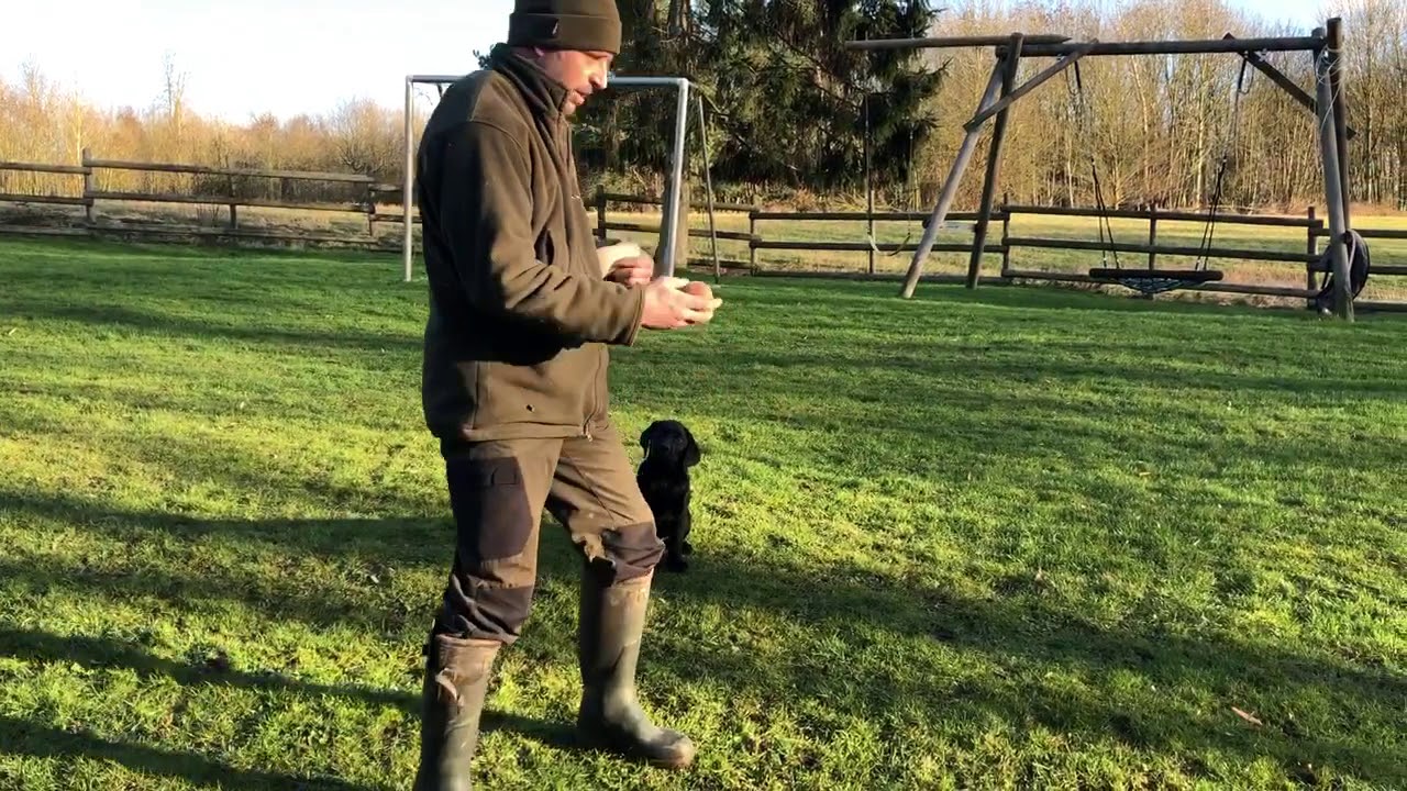 12 week old black labrador - YouTube