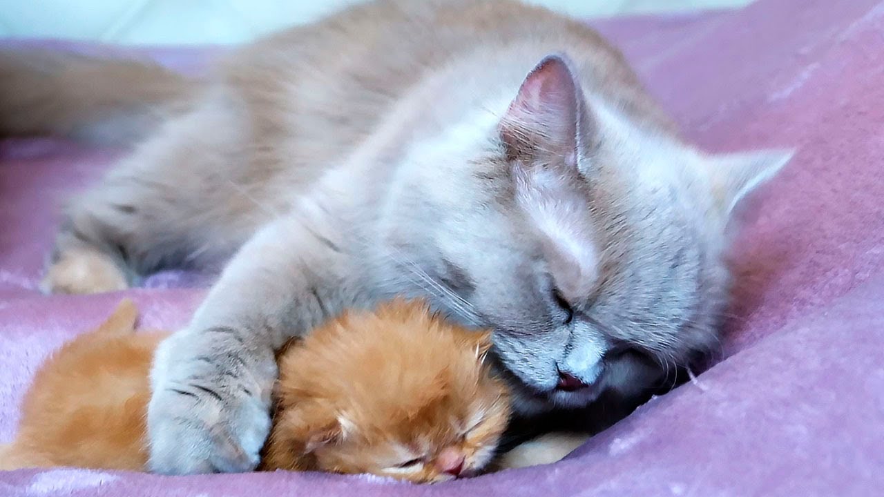 The way a mother cat loves her kittens is very strongly! Best Moments - YouTube